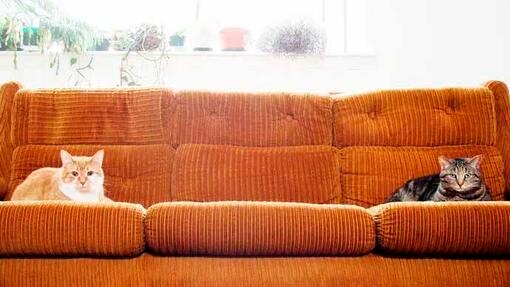 Zweite Katze holen: Tipps zur Eingewöhnung | Purina